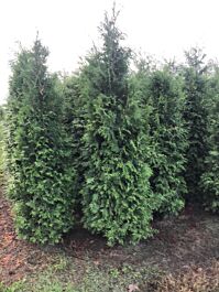 Thuja 'Brabant' med rotklump 250–300 cm - Häckväxter Shop
